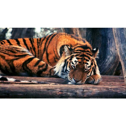 Картина на холсте 60x110 LinxOne "Тигр милые животные забавный" интерьерная для дома / на стену / на кухню / с подрамником