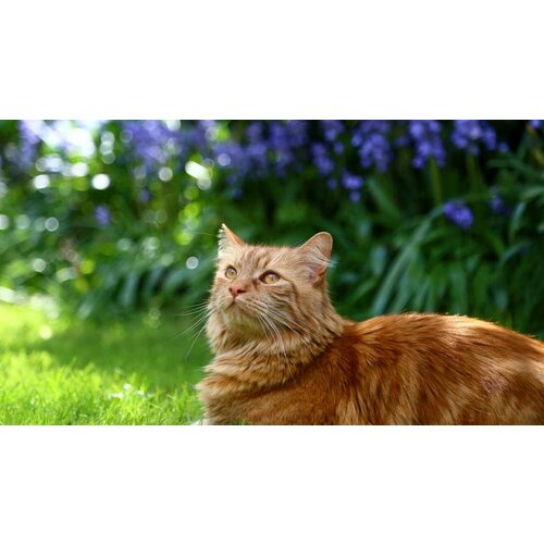 Картина на холсте 60x110 LinxOne "Кошка кот цветы пушистый" интерьерная для дома / на стену / на кухню / с подрамником