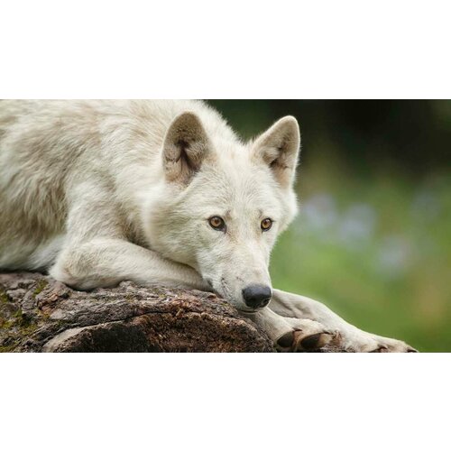 Картина на холсте 60x110 LinxOne "Волк полярный белый лежит" интерьерная для дома / на стену / на кухню / с подрамником