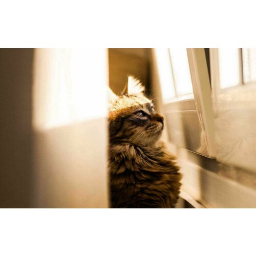 Картина на холсте 60x110 LinxOne "Кот, солнечный свет, окно, наблюдательность" интерьерная для дома / на стену / на кухню / с подрамником