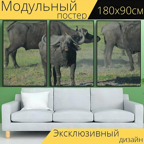Модульный постер "Буйвол, африканский буйвол, африка" 180 x 90 см. для интерьера