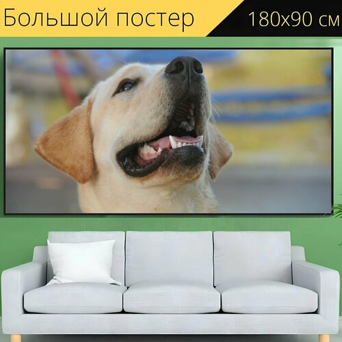 Большой постер "Лабрадор, собака, животное" 180 x 90 см. для интерьера