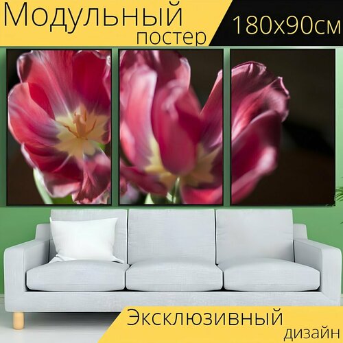 Модульный постер "Тюльпан, цветы, лепестки" 180 x 90 см. для интерьера