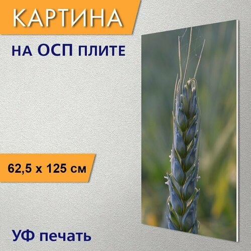 Вертикальная картина на ОСП "Пшеница, зеленая пшеница, зерно" 62x125 см. для интерьериа