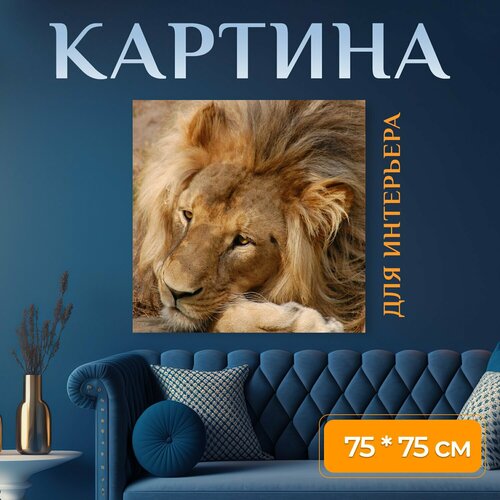 Картина на холсте "Лев, волосы, животные" на подрамнике 75х75 см. для интерьера