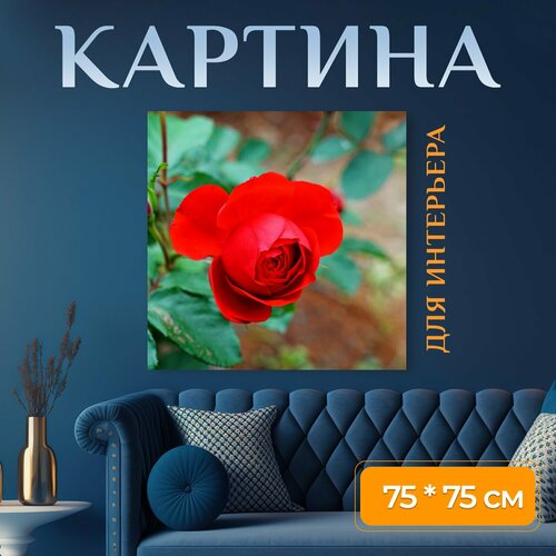 Картина на холсте "Красная роза, сердце розовое, цветение розы" на подрамнике 75х75 см. для интерьера