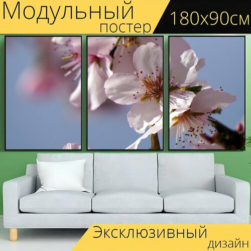 Модульный постер "Миндальное дерево, цвести, весна" 180 x 90 см. для интерьера