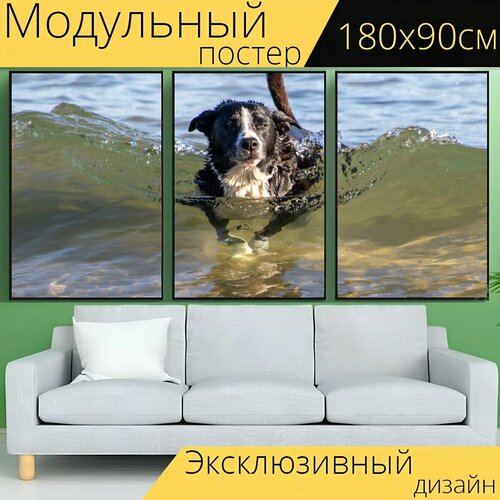 Модульный постер "Собака, плавать, пляж" 180 x 90 см. для интерьера