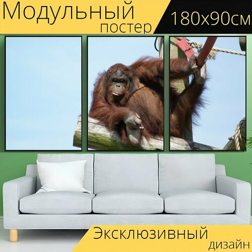 Модульный постер "Орангутанг, животное, столб" 180 x 90 см. для интерьера