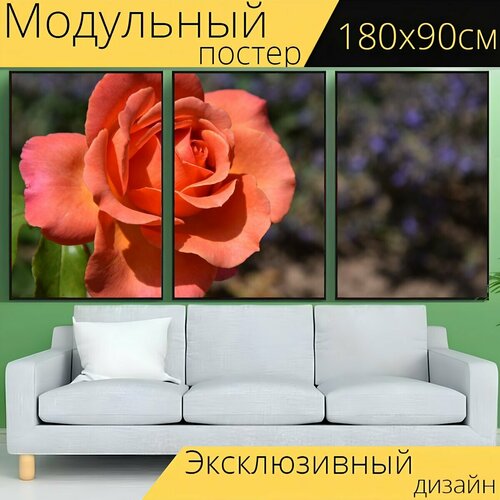 Модульный постер "Розы, цветок, расцветает" 180 x 90 см. для интерьера