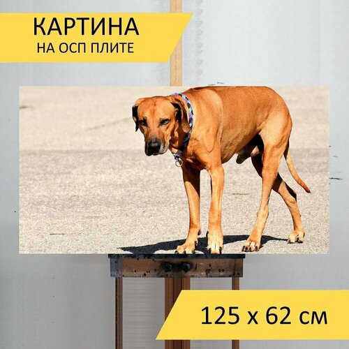 Картина на ОСП 125х62 см. "Собака, домашнее животное, риджбек" горизонтальная, для интерьера, с креплениями