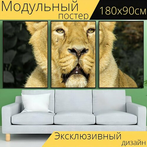 Модульный постер "Лев, хищник, большой кот" 180 x 90 см. для интерьера