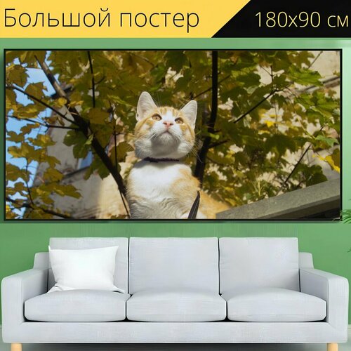 Большой постер "Кот молодой, кошка ребенок, свободный бег" 180 x 90 см. для интерьера