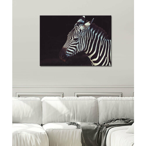 Картина - Зебра, полосатая зебра, красивая зебра на черном фоне, зебра в Африке (6) 60х80