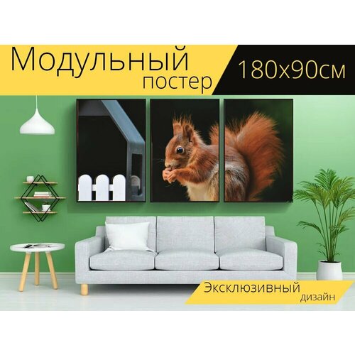 Модульный постер "Белка, евразийский белка, дубовый котенок" 180 x 90 см. для интерьера