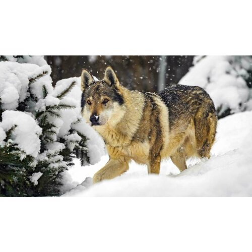 Картина на холсте 60x110 LinxOne "Волк хищник животное" интерьерная для дома / на стену / на кухню / с подрамником