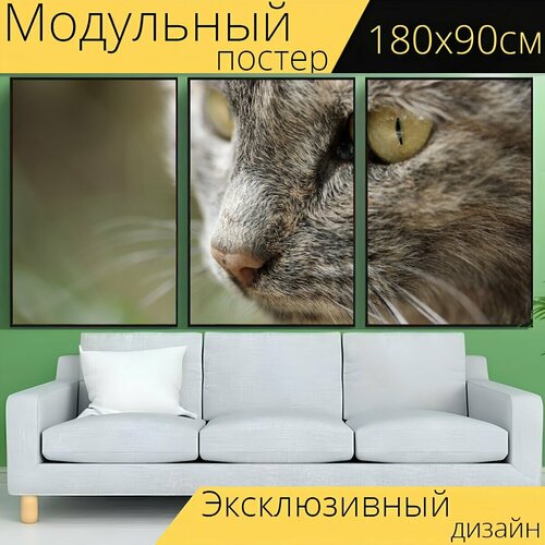 Модульный постер "Кошки глаз, посмотреть, портрет животных" 180 x 90 см. для интерьера