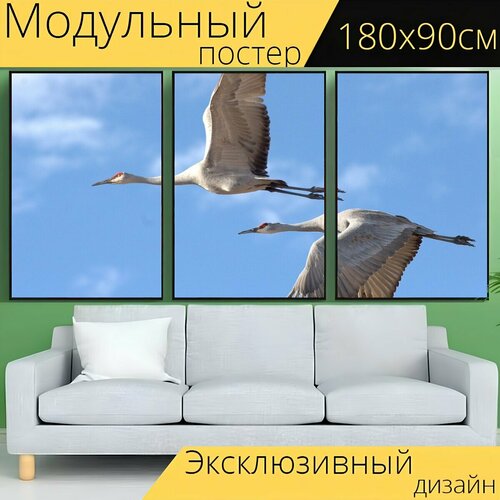 Модульный постер "Песчаные краны, птицы, дикая природа" 180 x 90 см. для интерьера