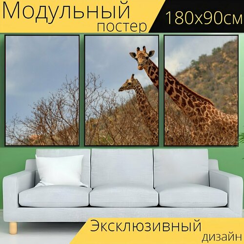 Модульный постер "Жирафа, африке, кения" 180 x 90 см. для интерьера