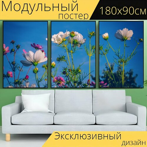 Модульный постер "Космея, цветок, цвести" 180 x 90 см. для интерьера