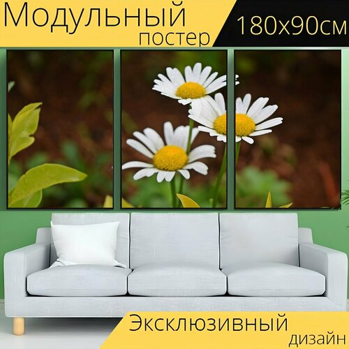 Модульный постер "Маргаритка, цветок, сад" 180 x 90 см. для интерьера