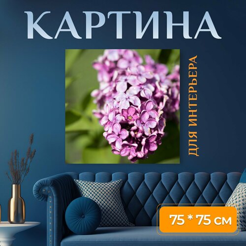 Картина на холсте "Сирень, расцветает, цветение сирени" на подрамнике 75х75 см. для интерьера