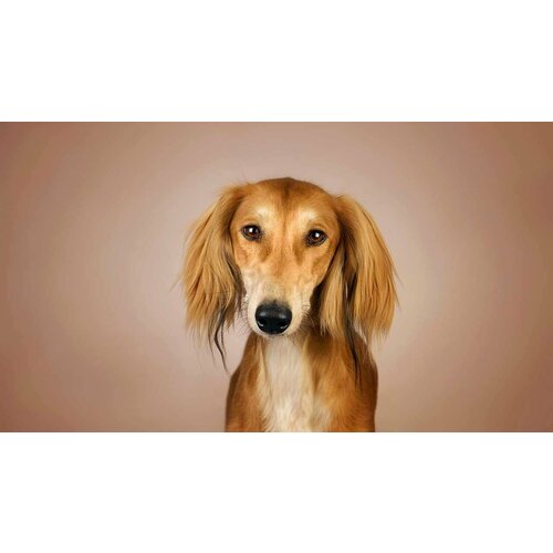 Картина на холсте 110x60 LinxOne "Kenny собака рыжая Салюки" интерьерная для дома / на стену / на кухню / с подрамником