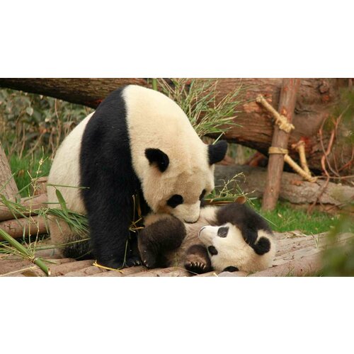 Картина на холсте 60x110 LinxOne "Панда семья озорной милая животные" интерьерная для дома / на стену / на кухню / с подрамником