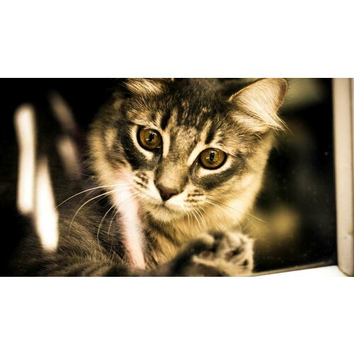 Картина на холсте 60x110 LinxOne "Глаза взгляд сибирская кошка" интерьерная для дома / на стену / на кухню / с подрамником