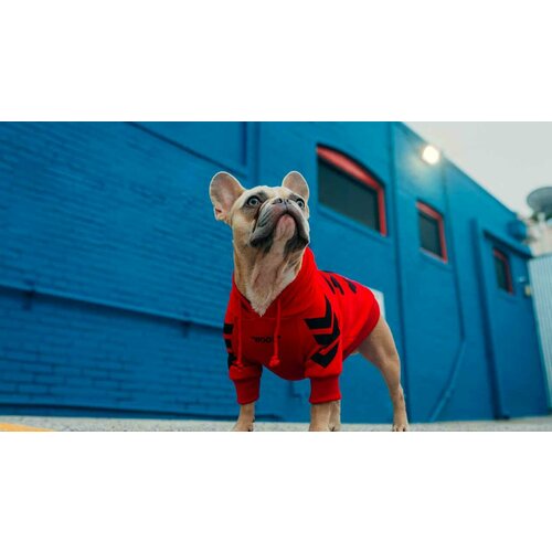 Картина на холсте 60x110 LinxOne "Мопс питомец собака" интерьерная для дома / на стену / на кухню / с подрамником