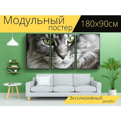 Модульный постер "Кот, мейн кун, кошка мейнкун" 180 x 90 см. для интерьера