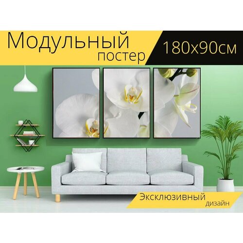 Модульный постер "Орхидея, цветок, цветы" 180 x 90 см. для интерьера