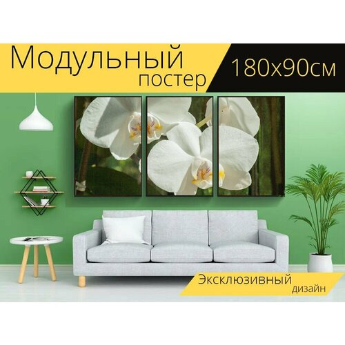 Модульный постер "Цветок, орхидея, белый цветок" 180 x 90 см. для интерьера