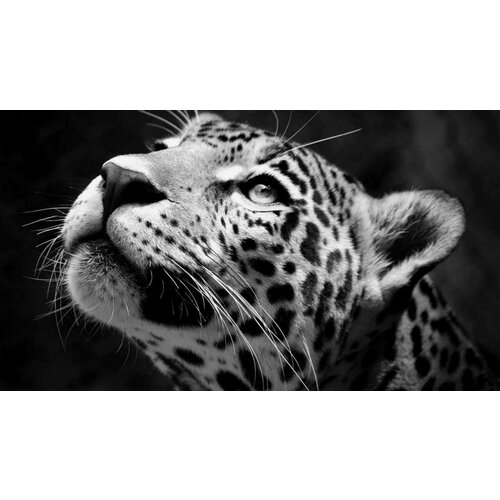Картина на холсте 60x110 LinxOne "Jaguar Predator Animal" интерьерная для дома / на стену / на кухню / с подрамником