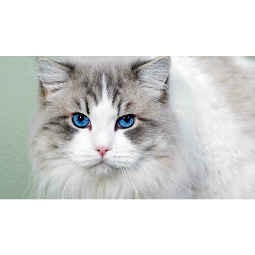 Картина на холсте 60x110 LinxOne "Взгляд портрет кошка" интерьерная для дома / на стену / на кухню / с подрамником
