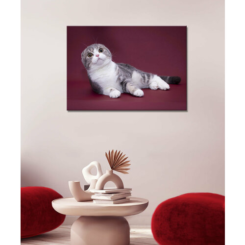 Картина - кошка, шотландская вислоухая кошка, домашняя кошка, ласковая кошка, кот (240) 20х30