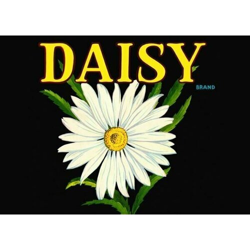 Плакат, постер на холсте иностранный Daisy brand. Размер 42 х 60 см