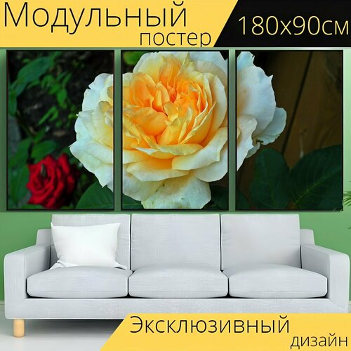 Модульный постер "Роза, распустится, цветок" 180 x 90 см. для интерьера
