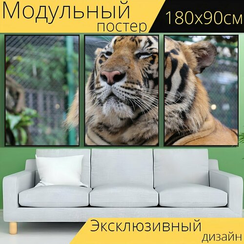 Модульный постер "Модели тигра, красиво, для камеры" 180 x 90 см. для интерьера