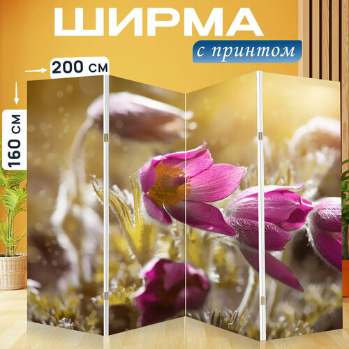 Ширма перегородка с принтом "Анемоны, цветок, расцветает" на холсте - 200x160 см. для зонирования, раскладная