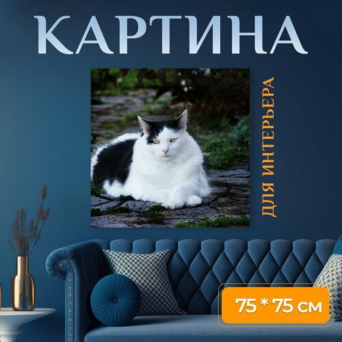 Картина на холсте "Кошка, домашний питомец, черное и белое" на подрамнике 75х75 см. для интерьера