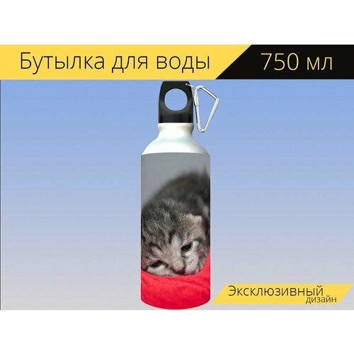 Бутылка фляга для воды "Котенок, киска, животные" 750 мл. с карабином и принтом