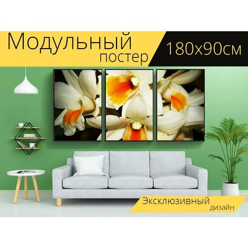 Модульный постер "Цветок, орхидея, тропический" 180 x 90 см. для интерьера