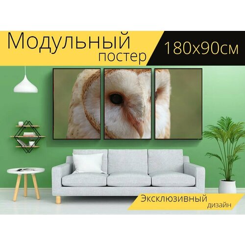 Модульный постер "Обыкновенная сипуха, сова, птица" 180 x 90 см. для интерьера