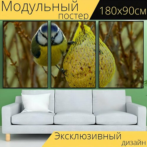 Модульный постер "Лазоревка, жировых шариков, корм для птиц" 180 x 90 см. для интерьера