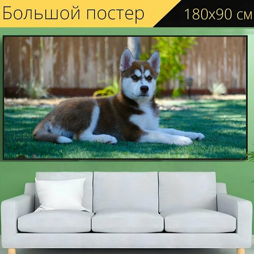 Большой постер "Сибирский хаски, щенок, собака" 180 x 90 см. для интерьера