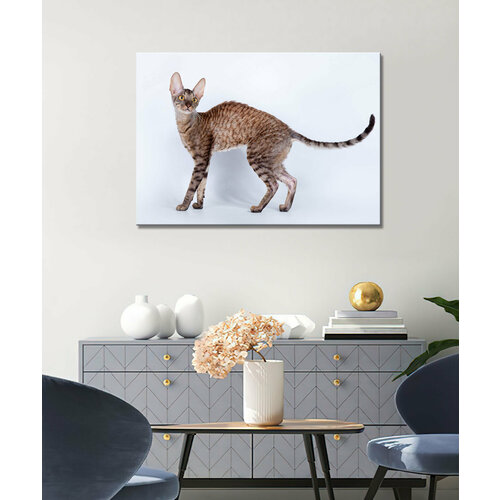 Картина - кошка, корниш-рекс, волнистая шерсть, короткошёрстная кошка, домашняя кошка, ласковая кошка, кот (136) 60х80