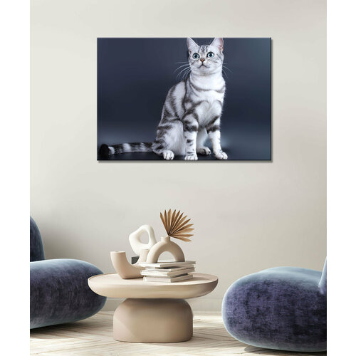 Картина - кошка, американская короткошёрстная кошка, домашняя кошка, ласковая кошка, кот (196) 40х60