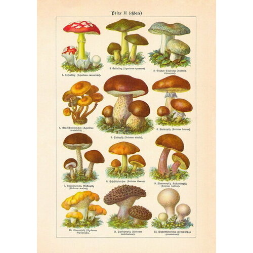 Плакат, постер на холсте грибы несъедобные тип1/рисунки грибов/ботанические/мухоморы/ботаническая иллюстрация. Размер 60 х 84 см