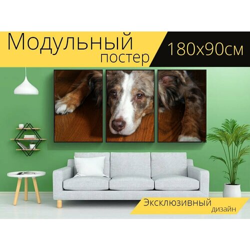 Модульный постер "Австралийская овчарка, собака, домашнее животное" 180 x 90 см. для интерьера